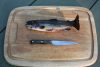 Is it Illegal to Throw Fish Guts in the Water? – Mountain Trails Fishing